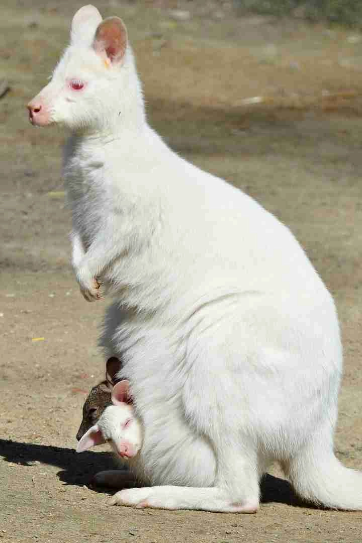 FOTO: S tímto jsme se ještě nesetkali, říkají chovatelé z děčínské ZOO ...